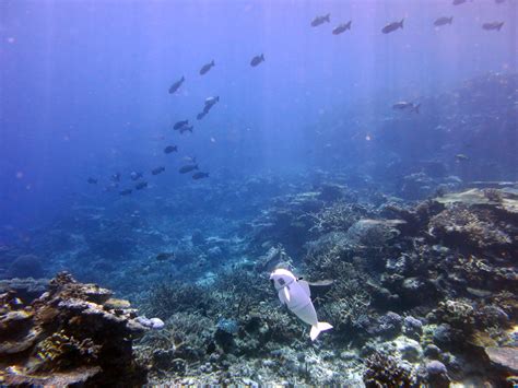 Mit Reveal Soft Robotic Fish For Documenting Marine Life