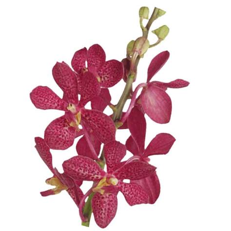 Mokara Red Solefarms