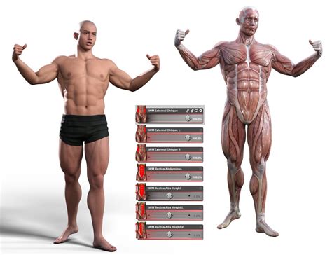 Muscularity Morphs For Genesis 9 Daz 3d
