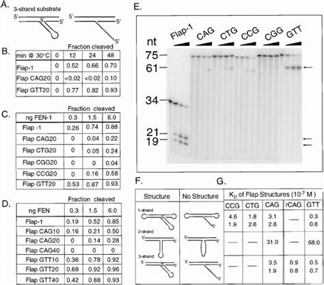 Secondary Structure Inhibits Flap Cleavage A Schematic Templates For