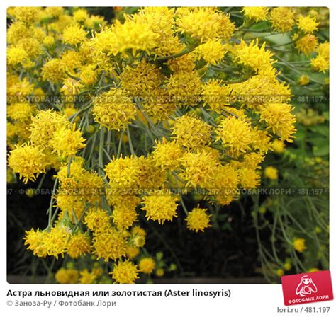 Астра льновидная или золотистая (Aster linosyris) Стоковое фото ...