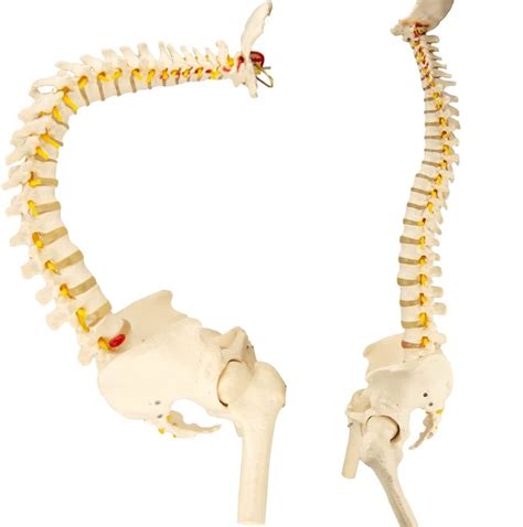 Buy Uigjiog Medical Model Of The Human Spine 78cm Flexible Spinal Cord