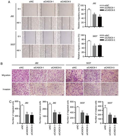 Casc9 Promotes Bc Cell Migration And Invasion A Representative