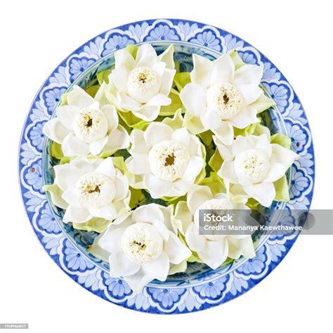 연꽃 흰색 배경에 고립 된 꽃가루와 녹색 식물 평면도 클리핑 경로 평면 누워 파란색과 흰색 세라믹 에서 아름 다운 흰색 개화 연꽃을 닫습니다 0명에 대한 스톡 사진 및 기타