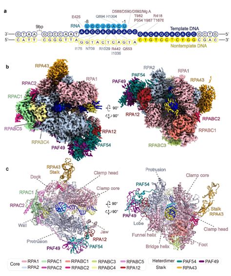 Cryo Em Structure Of The Human Pol I Ec Post 460 A Schematic Model Download Scientific