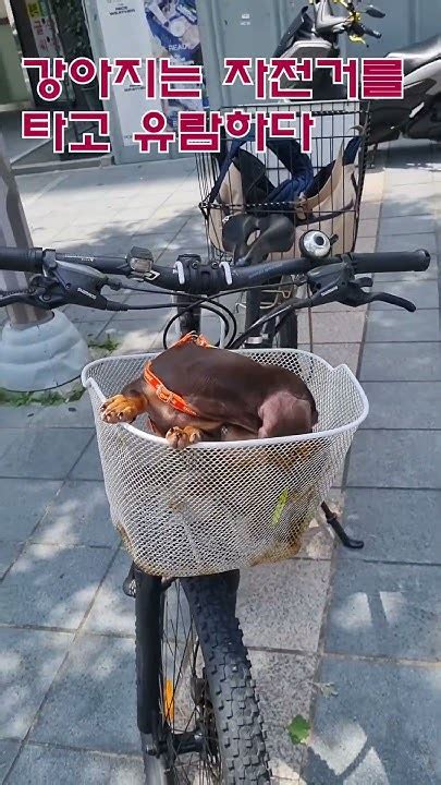 자전거 타는 맛에 빠진 강아지 Youtube