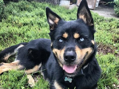 Rottweiler Husky Puppies