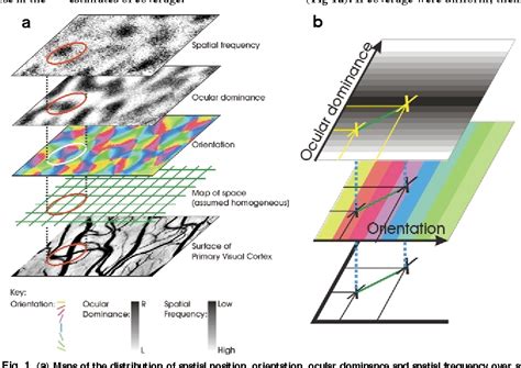 Figure 1 From News And Views Optimizing Coverage In The Cortex