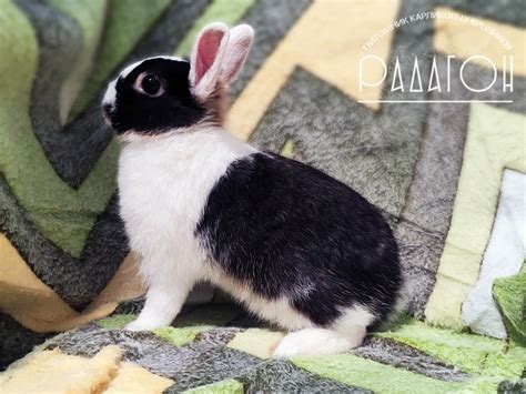 Купить декоративного кролика из питомника в Москве 🐰