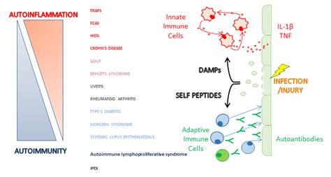 Autoinflammation British Society For Immunology