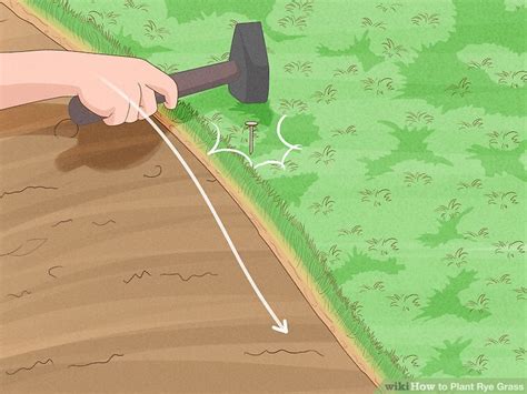 4 Ways To Plant Rye Grass Wikihow