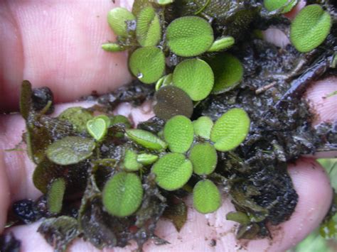 Salvinia | Applied Aquatic Management