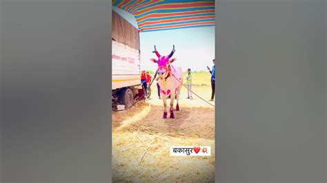 बकासुर बैल 💃 नादहारक्तातअसावालागतो नादआमचाआनंदआमचा Shortvideo