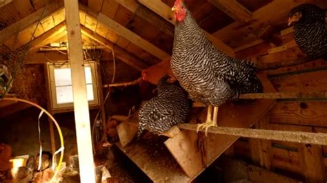 Hand Held Shot Self Build Chicken Coop W Stock Video Pond5