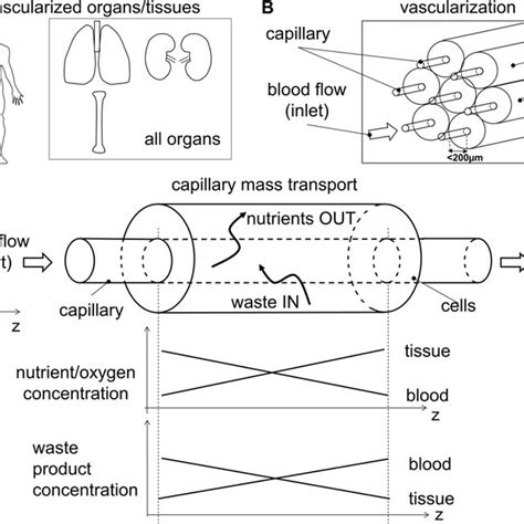 Scheme Of Native Tissue Vascularization A Vascularized