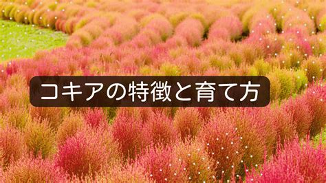 コキアの特徴と育て方 もっと知りたいもしりガーデニング部