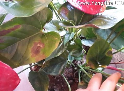紅掌為什麼枯萎了紅掌枯萎了怎麼辦 養花網