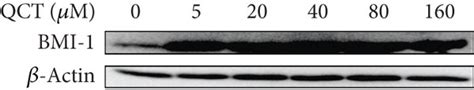 The Radioprotective Effects Of Quercetin Are Related To Upregulating