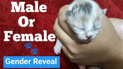 Difference Between Male And Female Newborn Kittens At Emma Lowell Blog