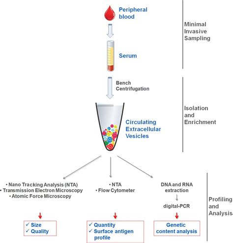Workflow For Isolation And Characterization Of Serum Circulating Download Scientific Diagram