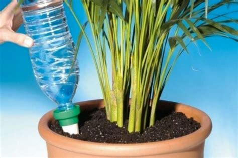 Para qué sirve regar las plantas del hogar con un poco de agua mineral