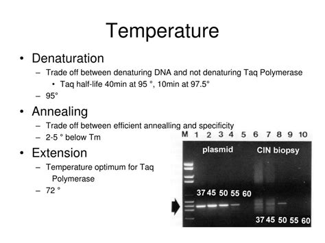 Ppt Pcr Basics Powerpoint Presentation Free Download Id382430
