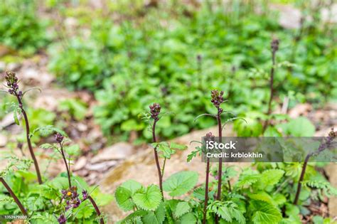 많은 Scrophularia 란스톨라타 랜스 잎 무화과 야생 식물 겨울 봄에 겨울 그린 스키 리조트 숲 숲에서 꽃 봉오리와 함께