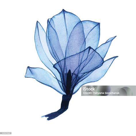 수채화 그림 파란색의 투명한 목련 꽃 흰색 배경에 고립 된 투명한 꽃 결혼식 화장품 및 향수의 디자인을위한 요소 0명에 대한