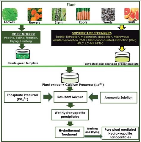 Generic Schematic Flow Diagram Of Plant Mediated Synthesis Of Hap And