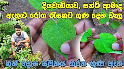 ගොනෝරියාව ඇතුළු රෝග රැසකට ගුණ වැල Youtube