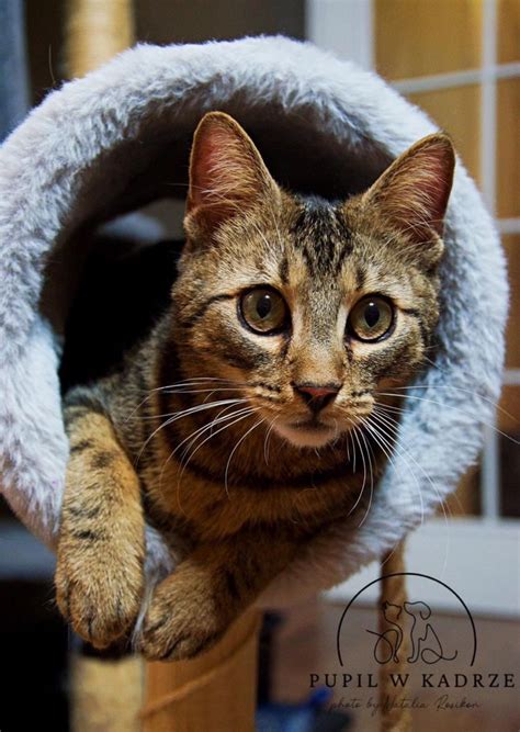 Cudowne Kociaki Do Adopcji Lublin OLX Pl