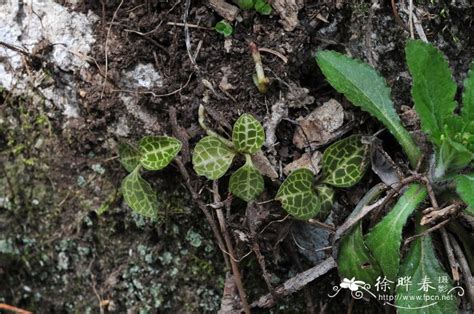 斑叶兰 Goodyera schlechtendaliana 花卉图片网
