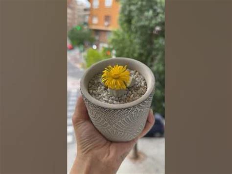 Лапидария Маргарет/ Lapidaria Margaretae. Осенний танец 🍁. - YouTube