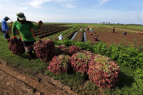 FOTO Yuk Intip Kesibukan Petani Bawang Merah Di Brebes Jawa Tengah