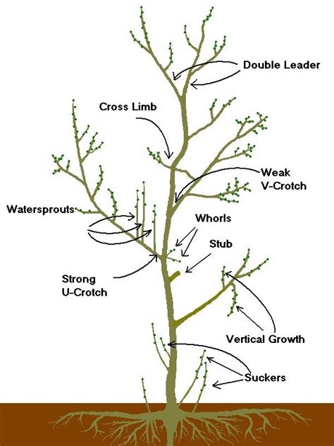 Fruit Tree Pruning Diagram Tree Pruning Fruit Trees Diagram