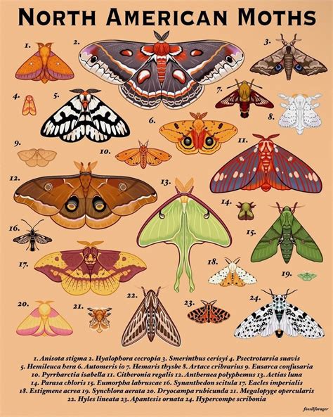 North American Moths Poster Moth Reference Drawing Moth Insect