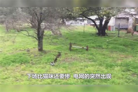 狗狗对着电网“撒尿”，一阵电流经过，狗子瞬间达到狗生巅峰！