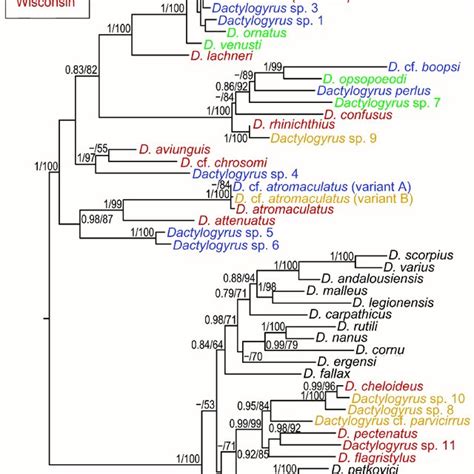 Bi Tree Inferred From Analyses Of Concatenated 18s Rrna Its1 And 28s Download Scientific