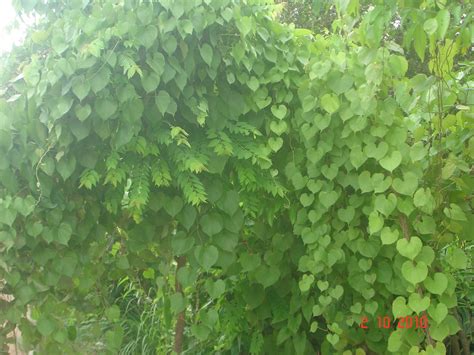 Dioscorea Esculenta ដំឡូងដៃខ្លា Scientific Name Diosc Flickr