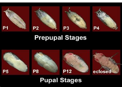 4 Photographs Of Different Stages Of Pupation [24] Download Scientific Diagram