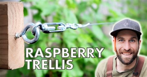 Building A Diy Raspberry Trellis