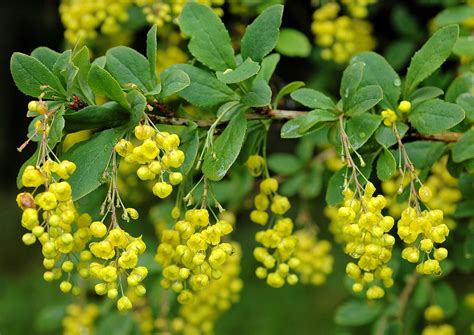 Berberis vulgaris BERBERIS Barberry / Gewöhnliche Berberitze - a photo ...