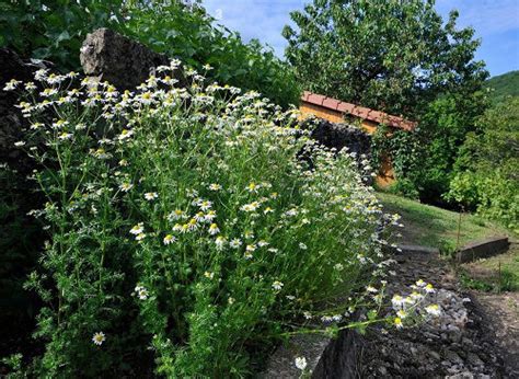 27 Best Grass Alternative Plants Balcony Garden Web