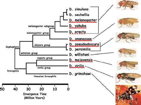 Phylogenetic Tree Of 12 Drosophila Species Our Datasets Include 3 9 Download Scientific Diagram