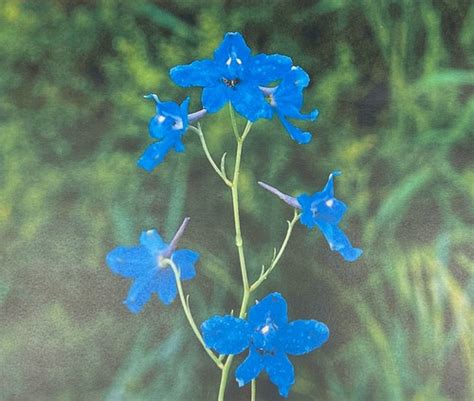 Lab Practical 3 Flashcards Quizlet