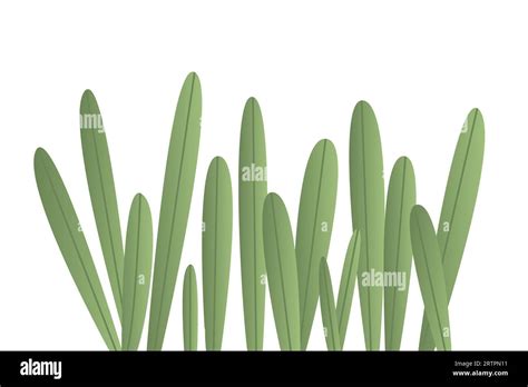Blades Of Green Grass Vector Illustration Stock Vector Image And Art Alamy