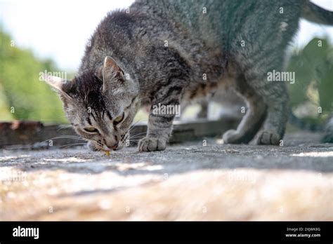 Detail Of Tabby Cat Sniffs The Ground Attentively In Search Of Food Or