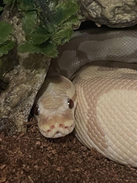 Happy Rosie Peekin Out After Her Tank Deep Clean R Ballpython