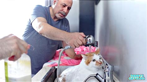 Granpa Showering My Cats 🛀 Cat Life Updates 😻 Youtube