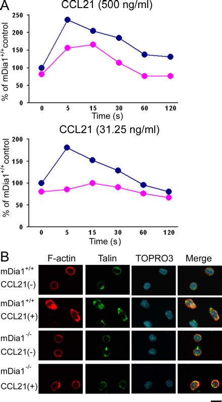 Impaired Chemokine Induced Actin Polymerization And Polarization Of